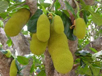 Laços de Amizade - Torres Novas-Cabo Verde: Fruta de Cabo Verde